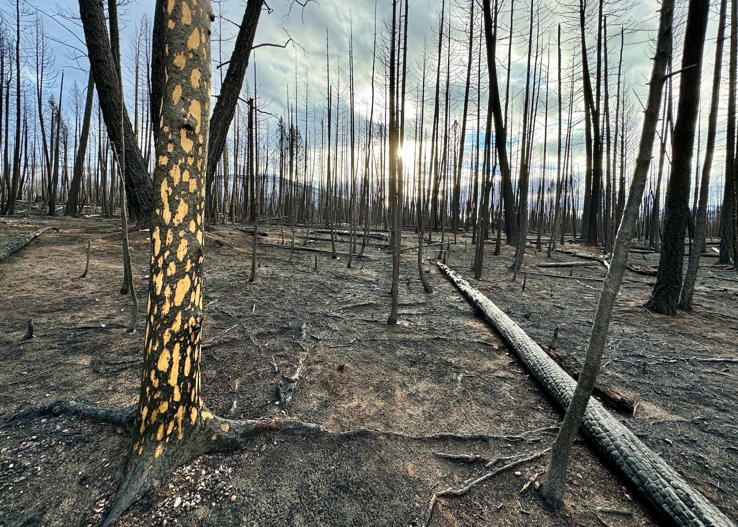 Jasper National Park Emerges From The Ashes Of A Wildfire | Brand USA